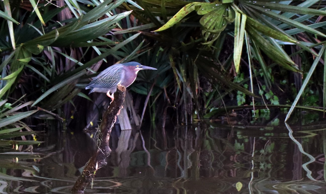 Houston Environmental News Update May 13, 2020 — Citizens ...